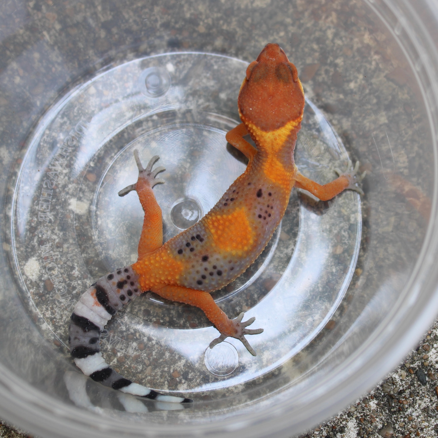 TSF Blood X (Blood X Skittles) Leopard Gecko by Leopards In Texas ...