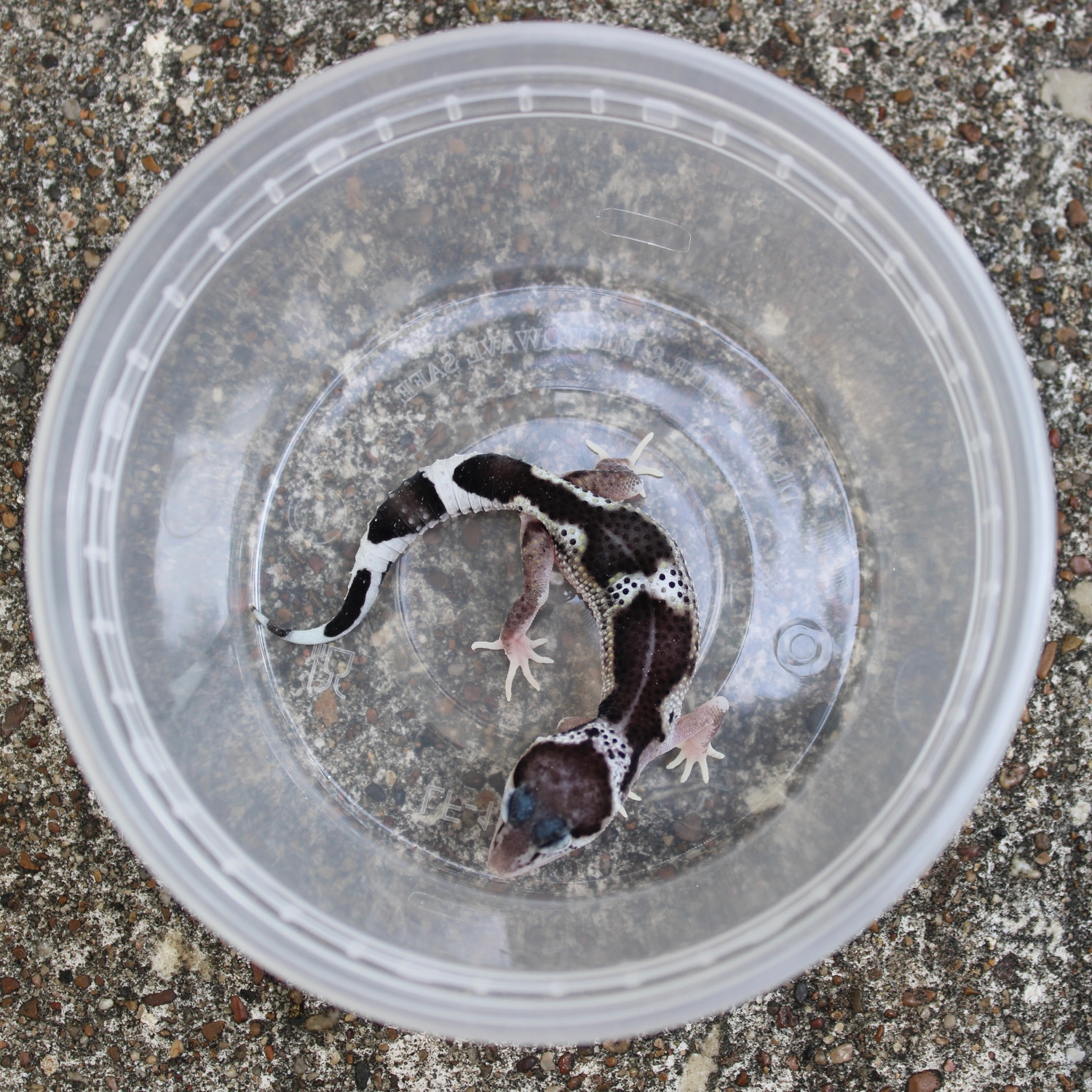 TSF Snow HX Eclipse Leopard Gecko by Leopards In Texas - MorphMarket