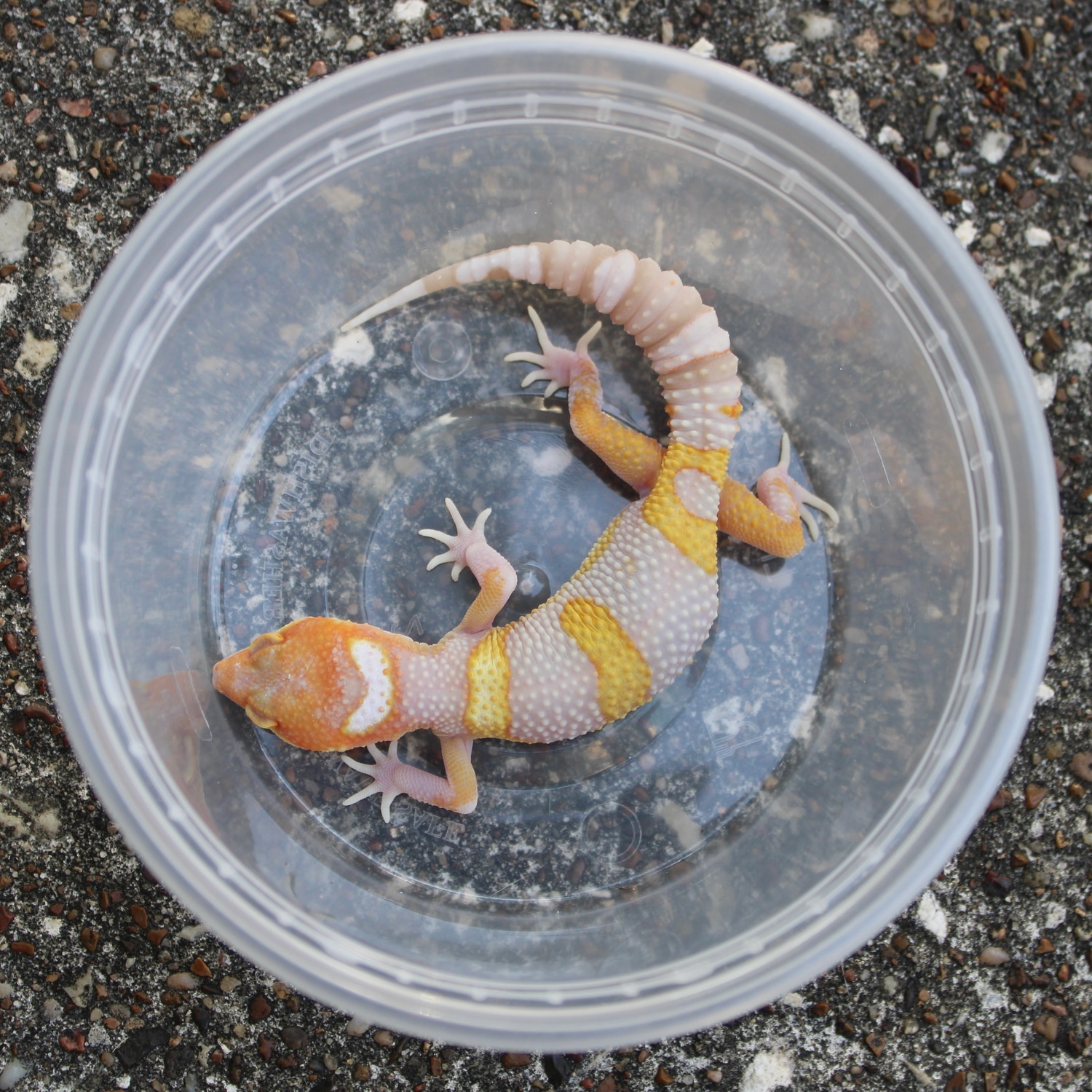 TSF Black Blood X Blood Raptor Leopard Gecko by Leopards In Texas ...