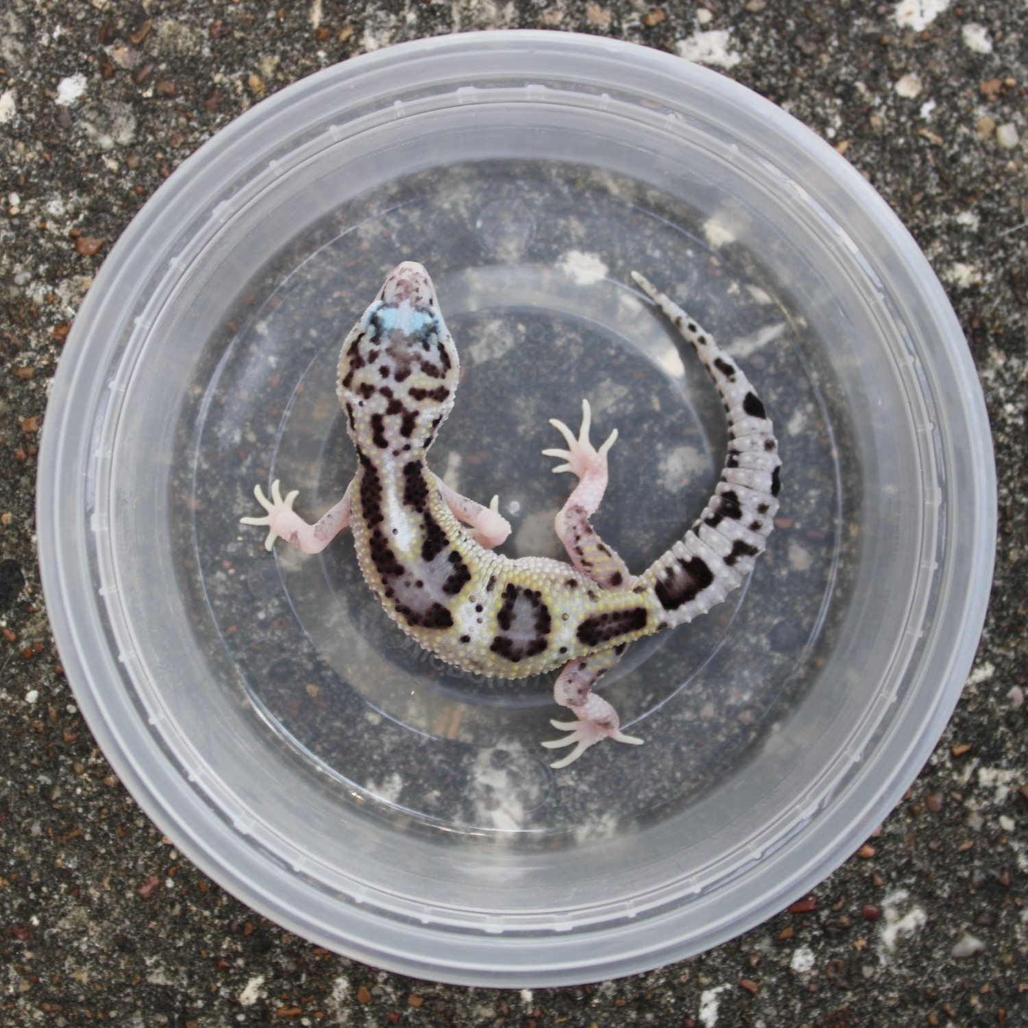Snow HX Eclipse Leopard Gecko by Leopards In Texas - MorphMarket