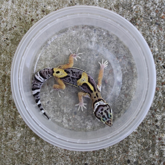 Black Blood X Black Night Het Raptor TSF Leopard Gecko by REPSINTX