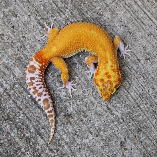 Blood Raptor Leopard Gecko by Repsintx