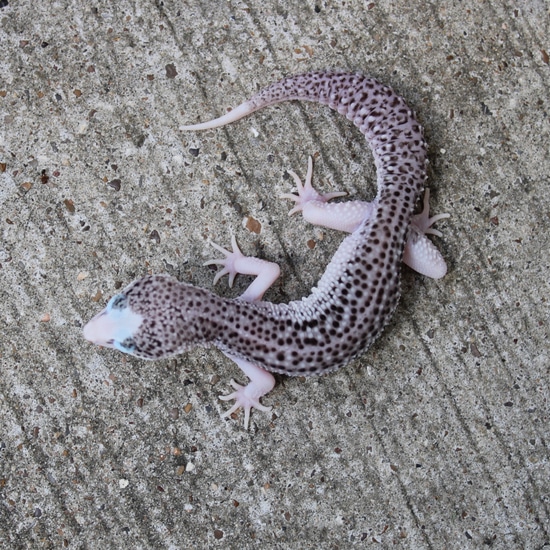 Hyper Xanthic Galaxy Leopard Gecko by REPSINTX