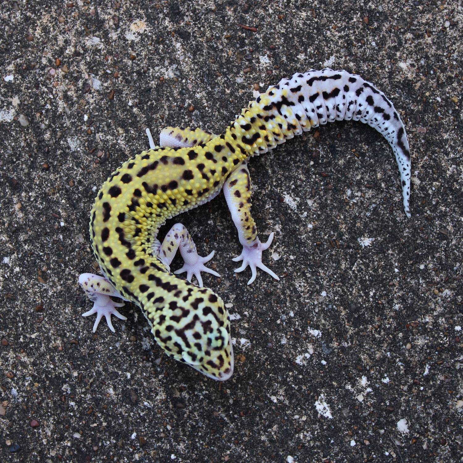 Snow Hyper Xanthic Eclipse Leopard Gecko by Leopards In Texas - MorphMarket