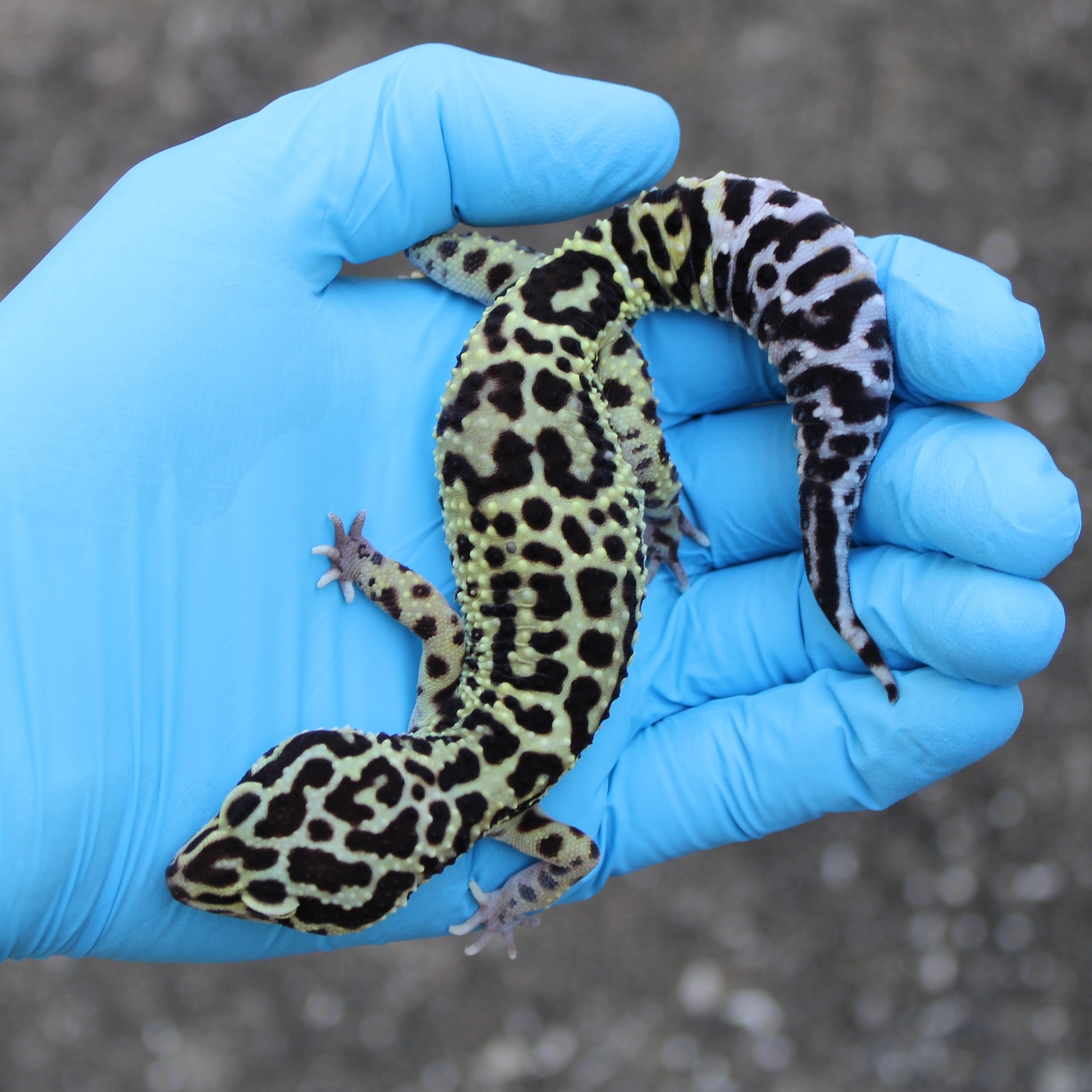 Snow Hyper Xanthic Het. Eclipse Leopard Gecko by Leopards In Texas ...