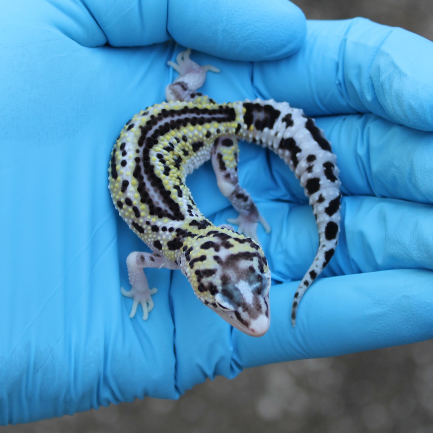 Snow Hyper Xanthic Eclipse *FREE SHIPPING* Leopard Gecko by Leopards In ...