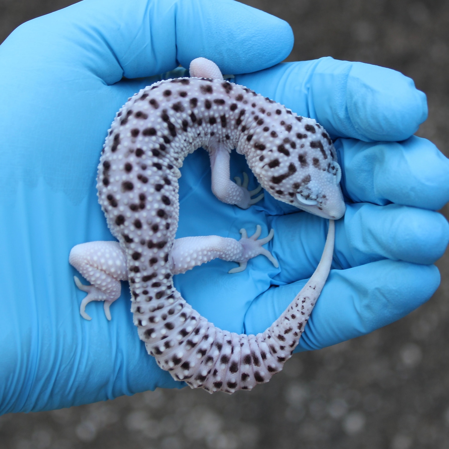 Hyper Xanthic Galaxy Leopard Gecko by Leosintx - MorphMarket