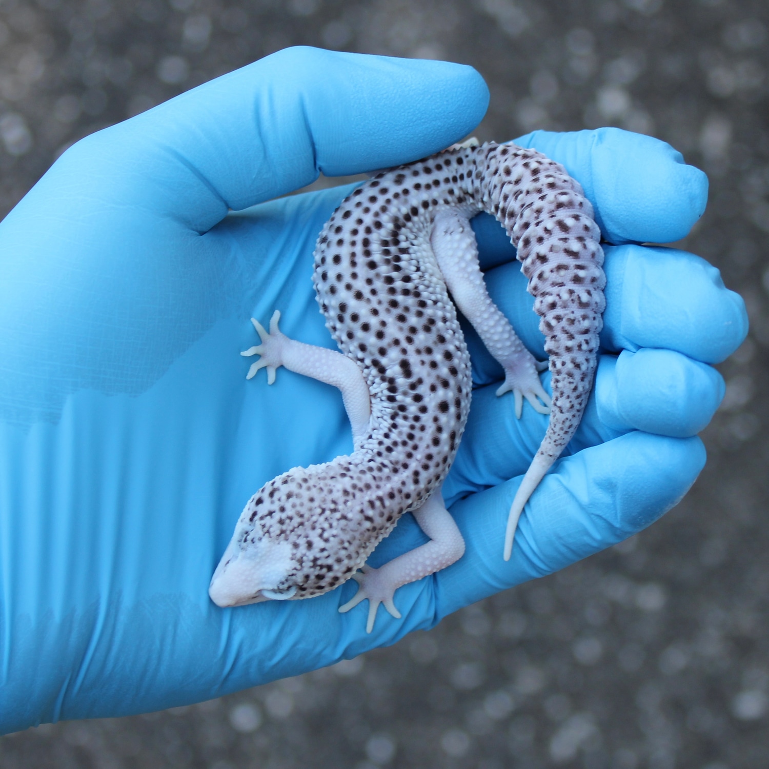 Hyper Xanthic Galaxy Leopard Gecko by Leopards In Texas - MorphMarket