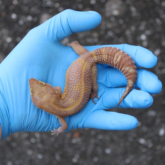 Lava (Prod. By Xtreme Exotics CA) Leopard Gecko by REPSINTX