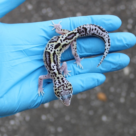 Hyper Xanthic Snow Eclipse Leopard Gecko by REPSINTX