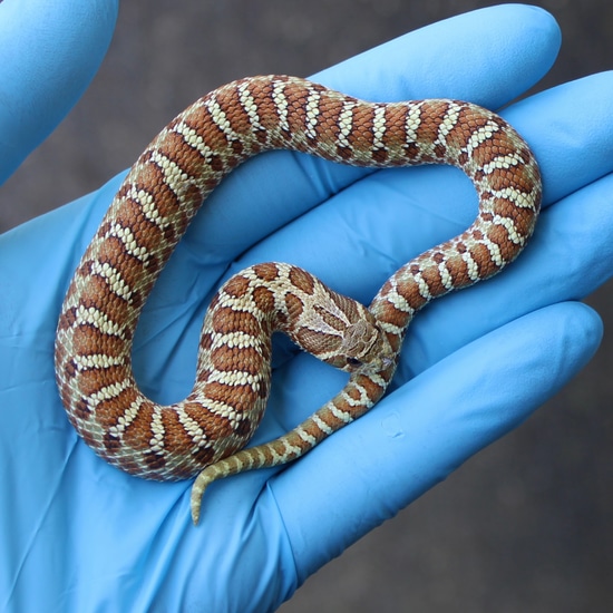 Lemon Ghost Red Ph. Albino, Axanthic, Sable (Snowburst) Western Hognose ...