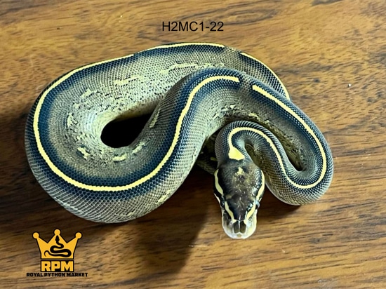 Phantom Asphalt Yellow Belly Ball Python by Royal Python Market