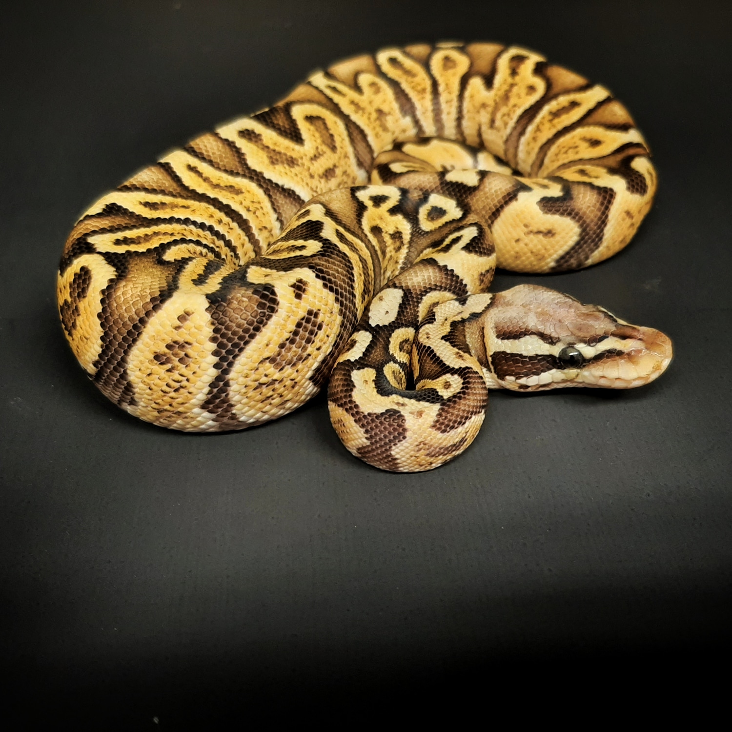 Ghi Firefly Ball Python by The Ball Barn - MorphMarket