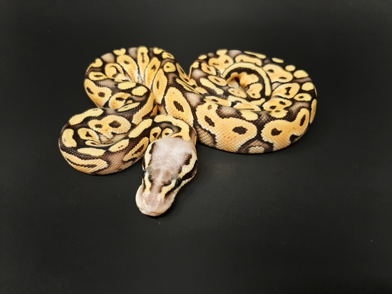 Super Pastel Special Ball Python by The Ball Barn