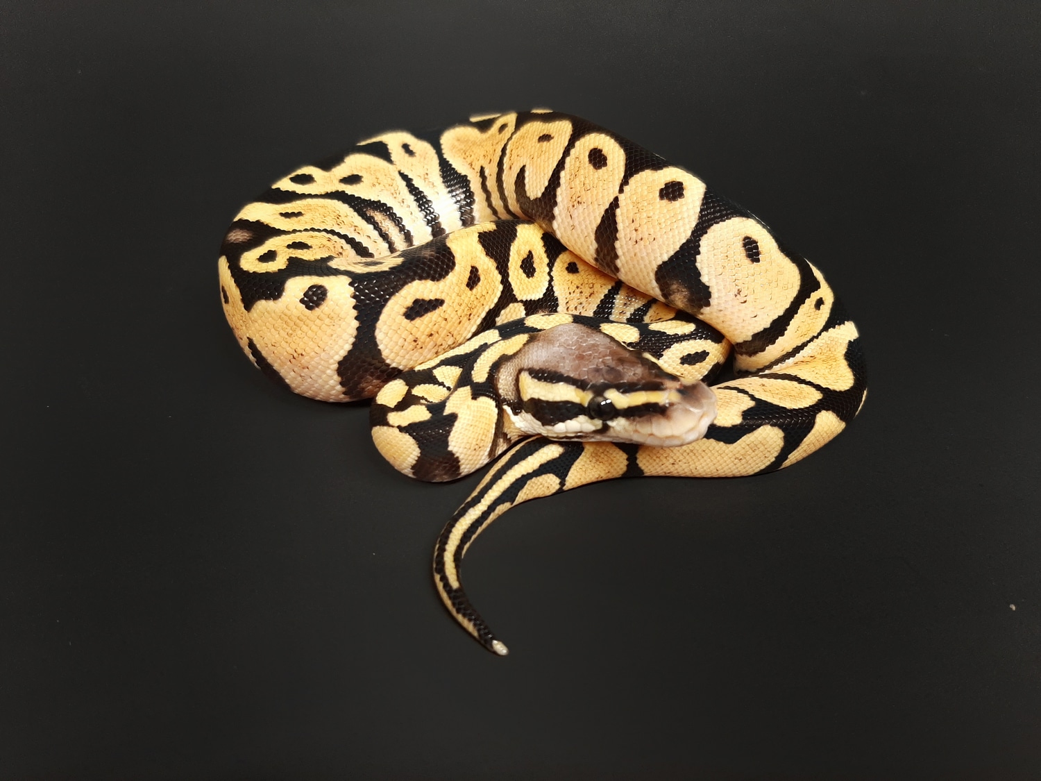 Pastel Lace Ball Python by The Ball Barn - MorphMarket