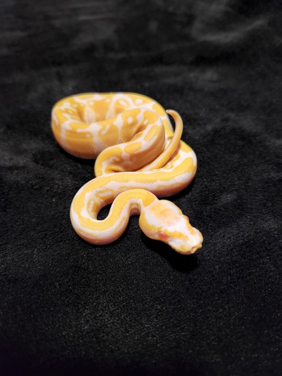 Banana Albino Ball Python by The Ball Barn