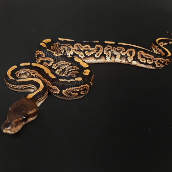 Black Pastel Mahogany 66% Het Albino Ball Python by The Ball Barn