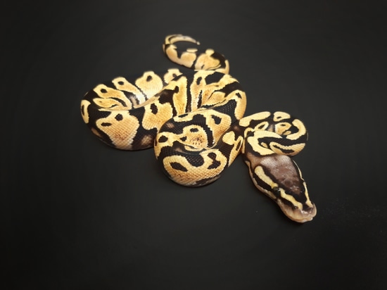 Pastel Lace Ball Python by The Ball Barn