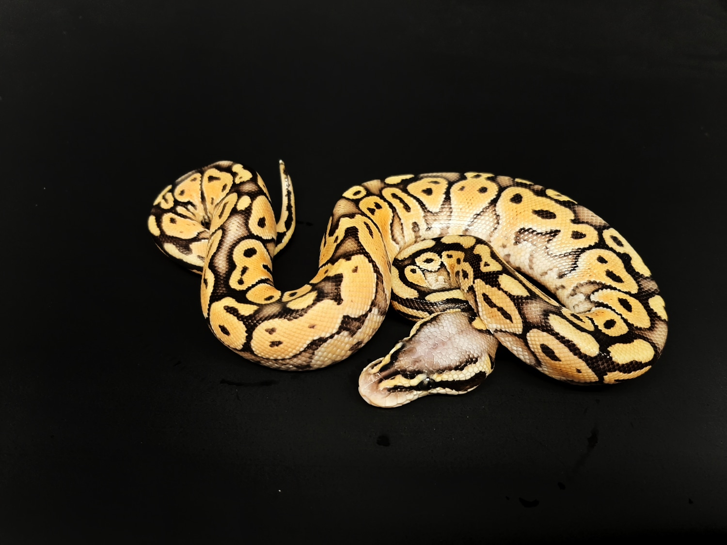 Super Pastel Special Ball Python by The Ball Barn - MorphMarket