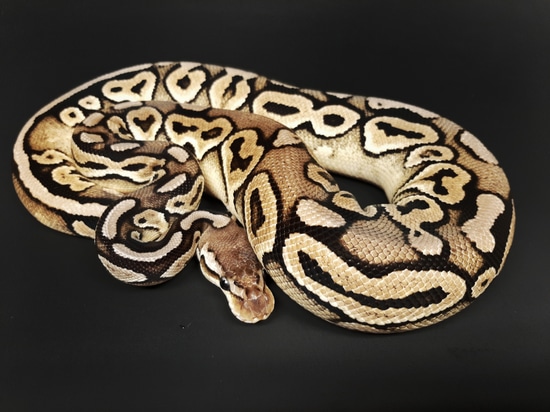 Pewter Het Clown Ball Python by The Ball Barn