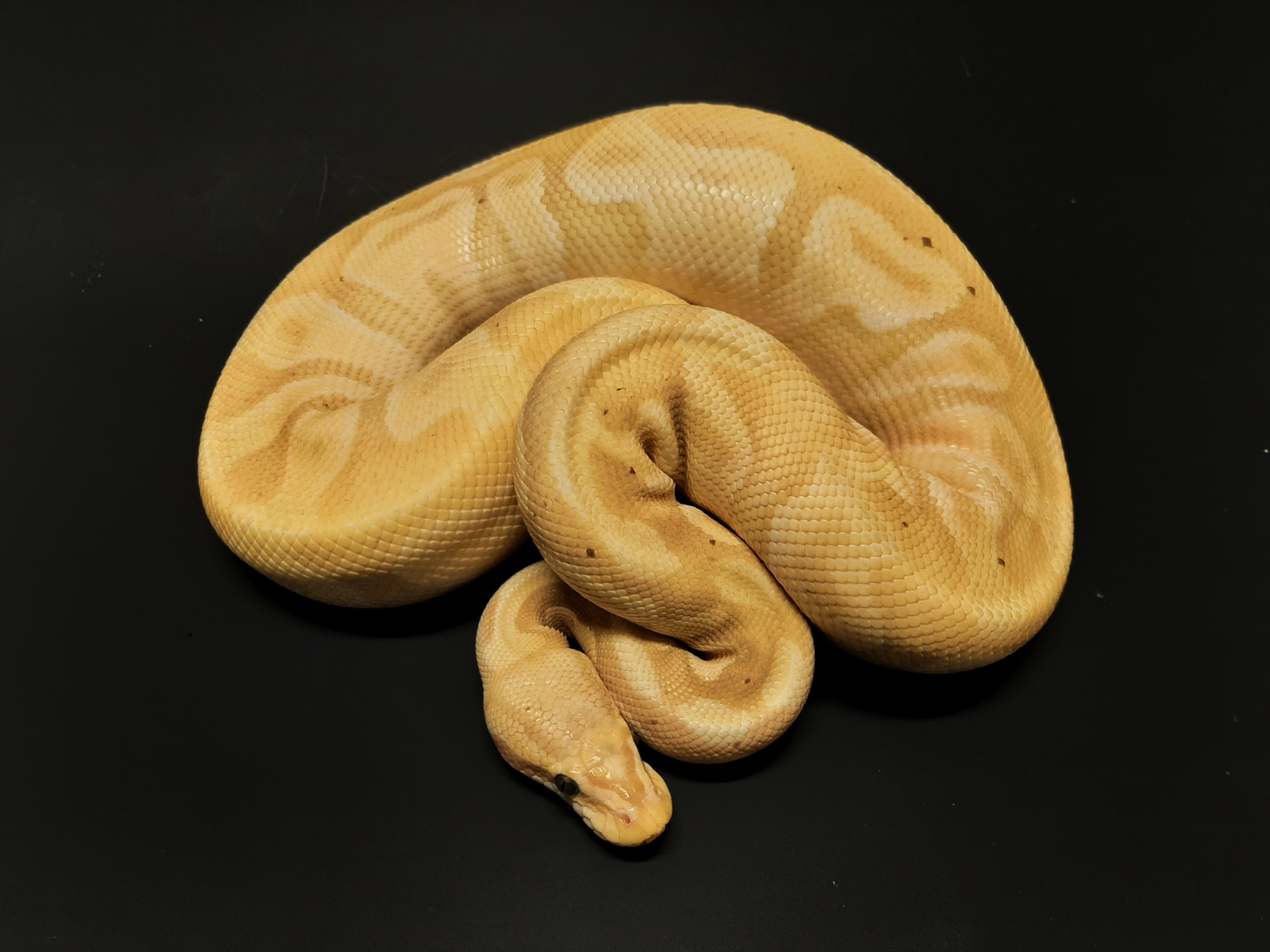 Banana Enchi Pastel Mojave Ball Python by The Ball Barn - MorphMarket