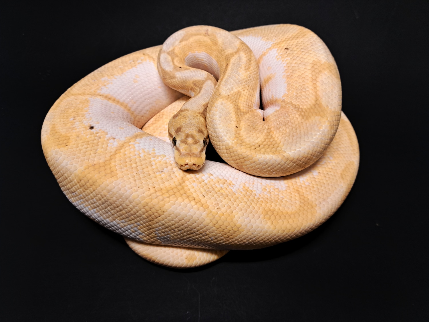 Banana Enchi Spider Ball Python by The Ball Barn - MorphMarket