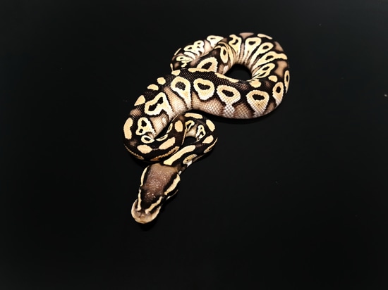 Fire Mojave Ball Python by The Ball Barn