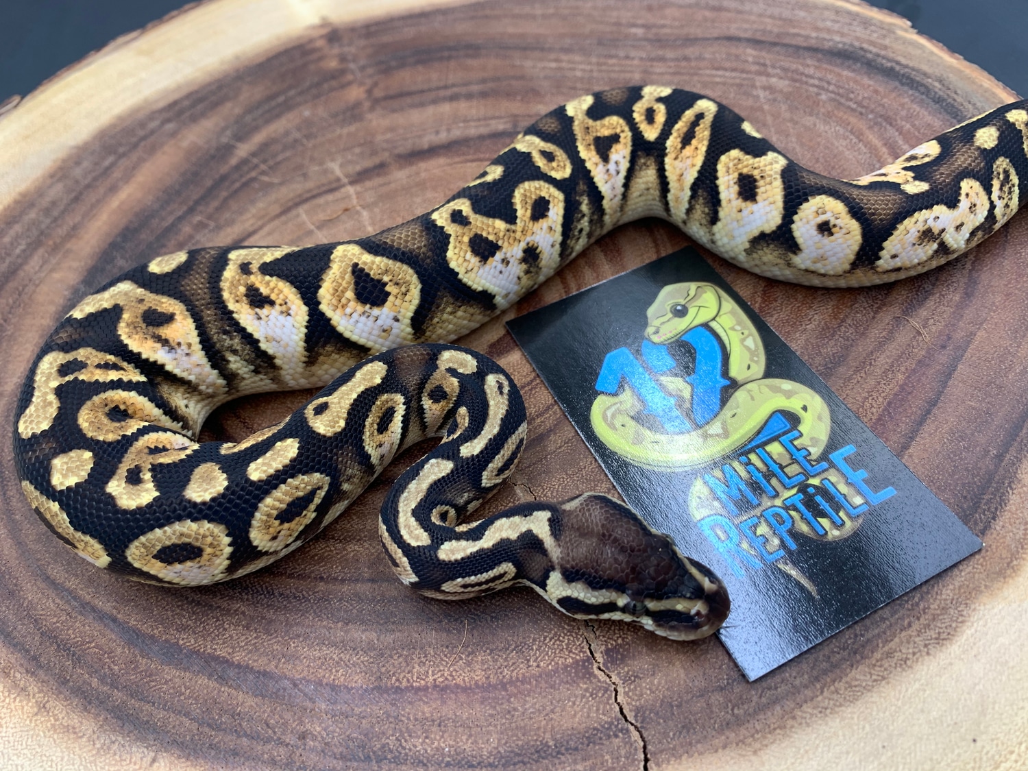 Nanny Pastel Sugar Ball Python by 12 Mile Reptile - MorphMarket