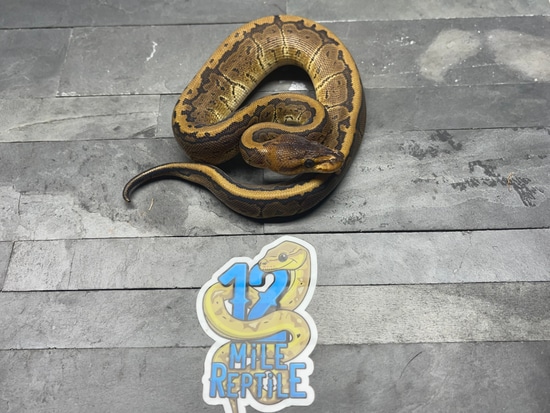 Female Wookie Pin Ball Python by 12 Mile Reptile