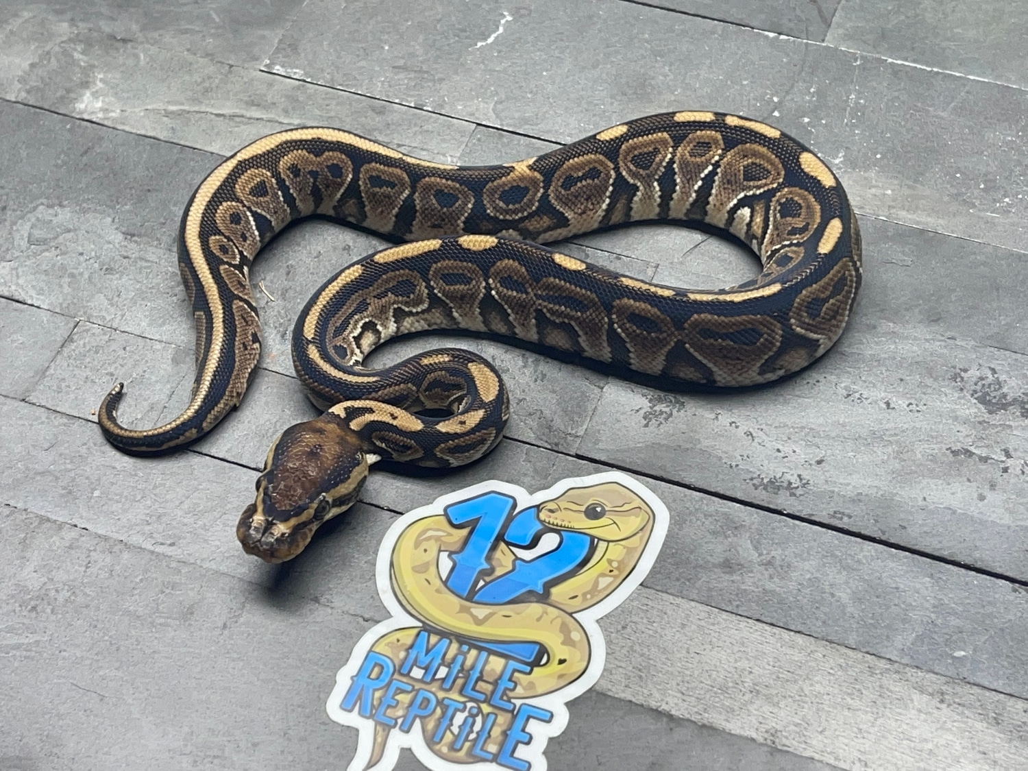 Male Lori Ball Python By 12 Mile Reptile Morphmarket