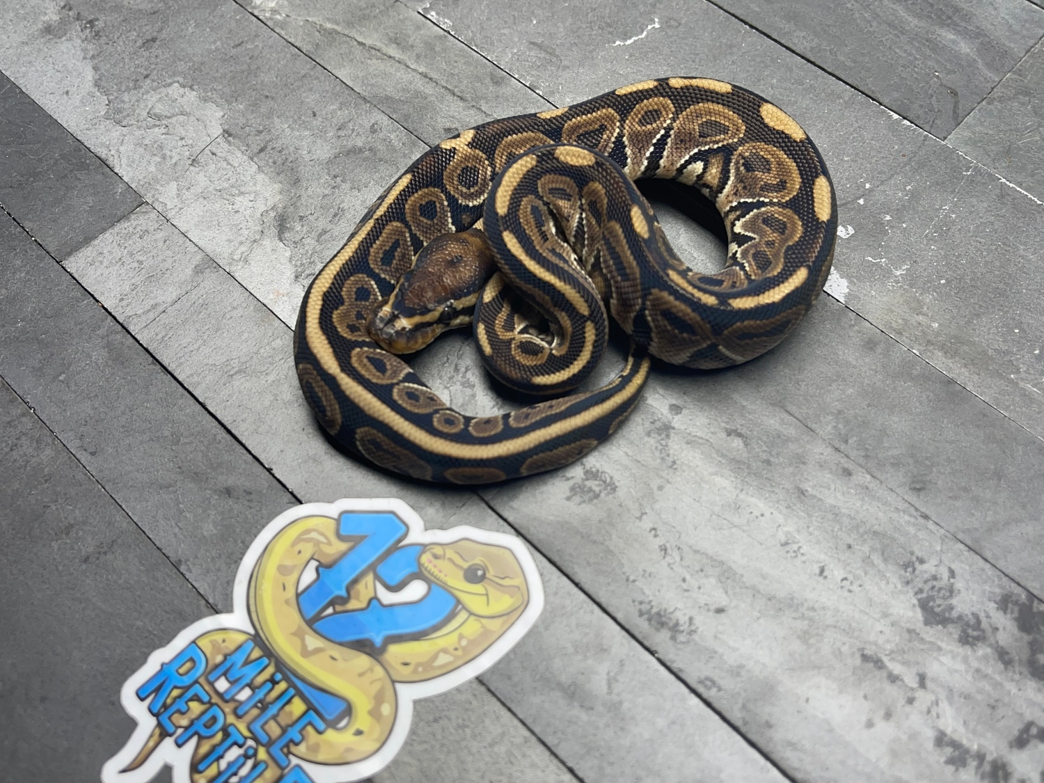 Male Lori Ball Python By 12 Mile Reptile Morphmarket