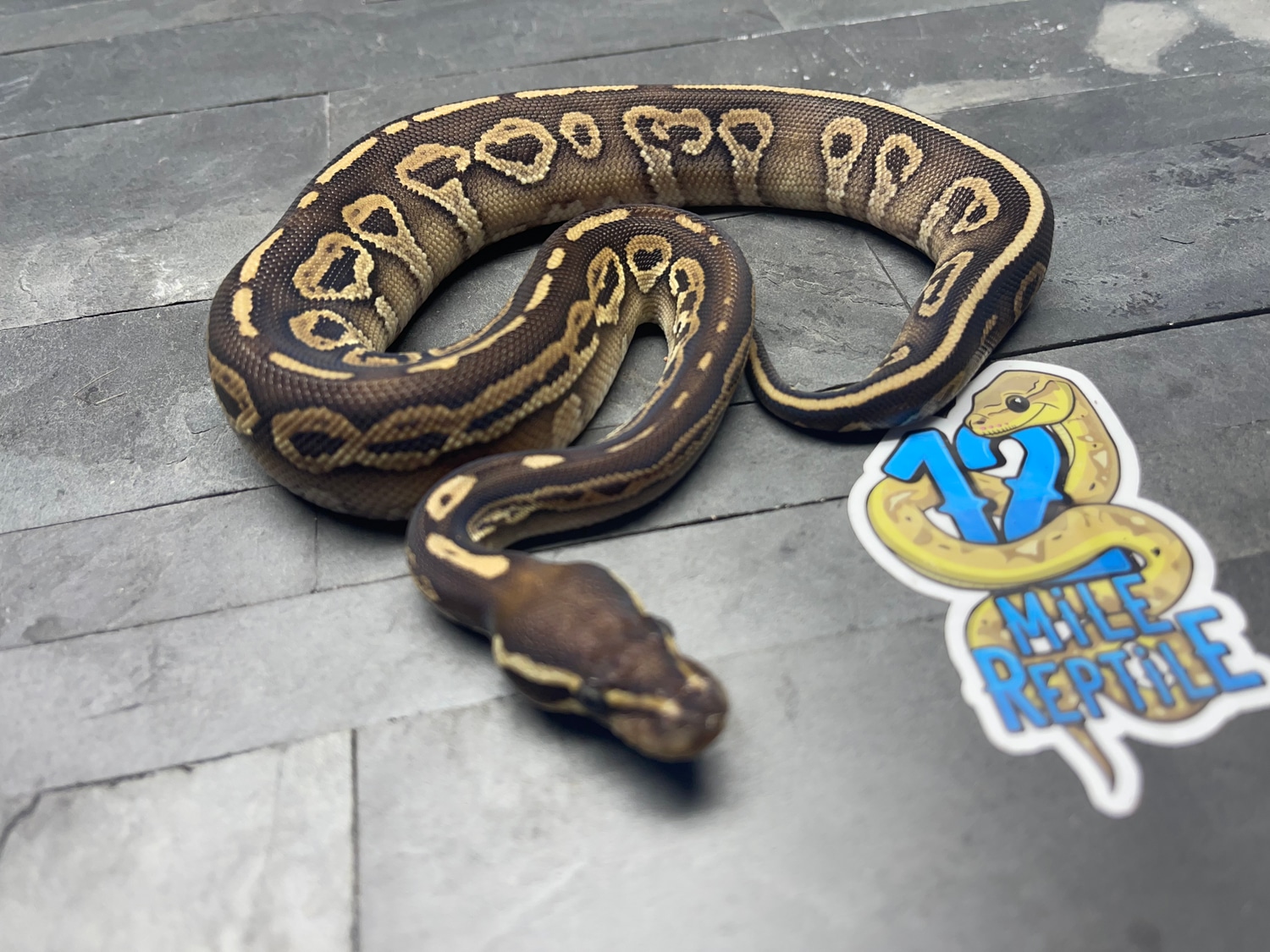 Lori Mojave Ball Python by 12 Mile Reptile - MorphMarket