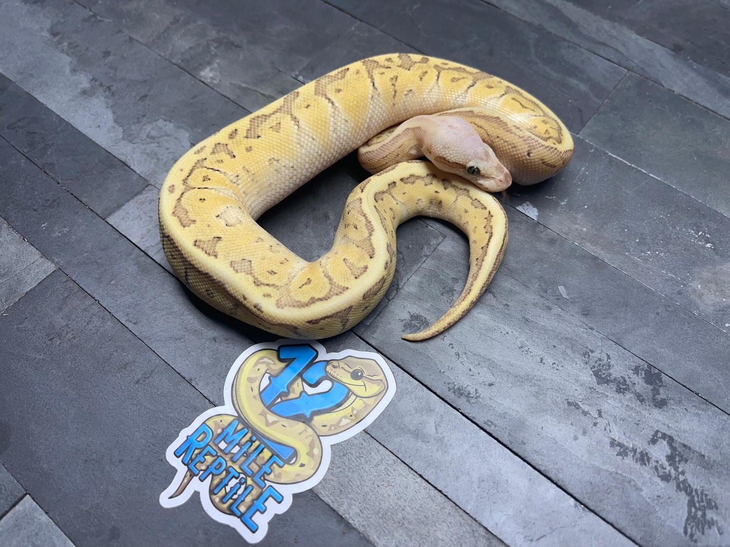 Super Pastel Kingpin Ball Python by 12 Mile Reptile - MorphMarket