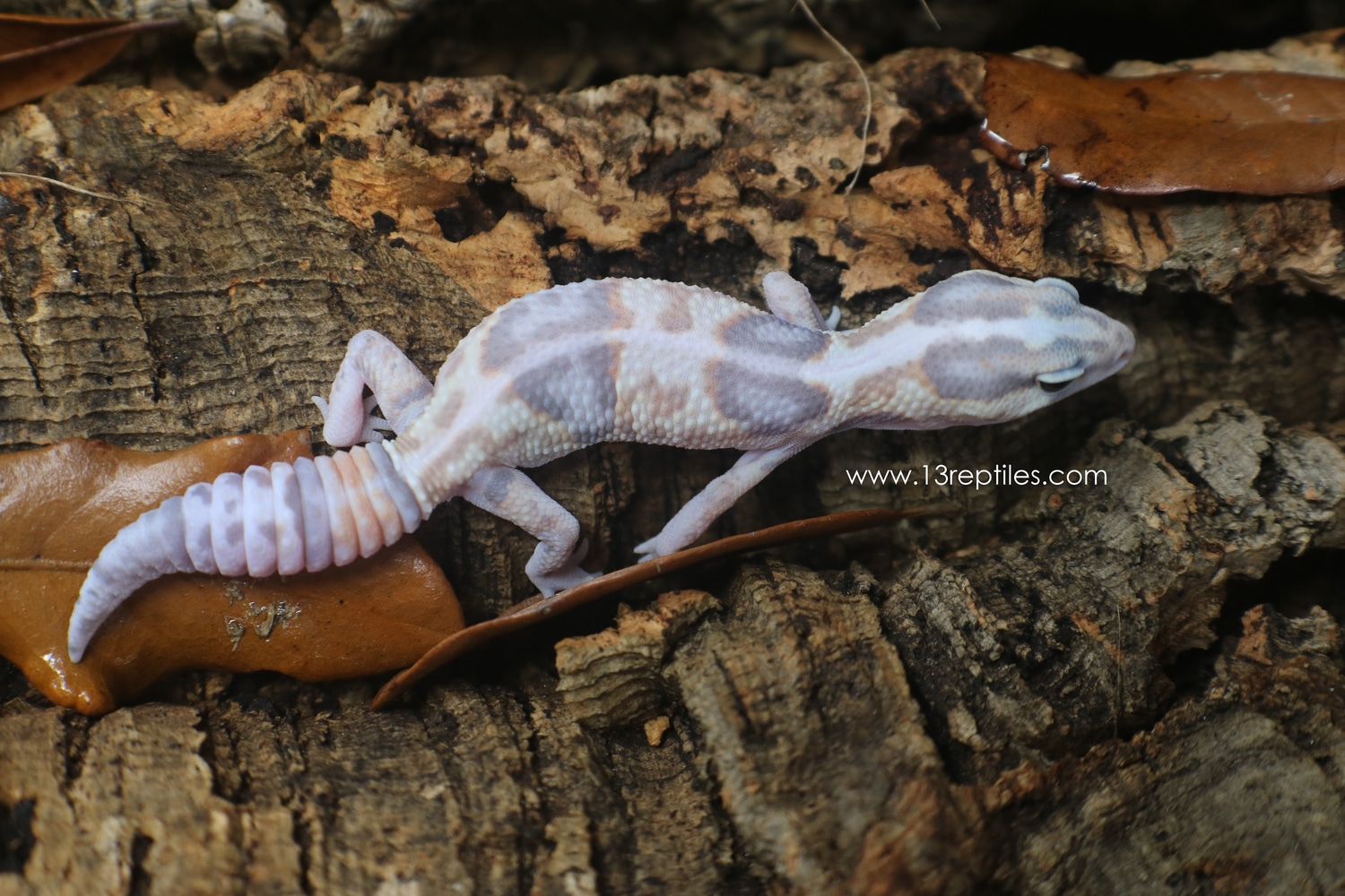 White Out Ghost African Fat-Tailed Gecko by 13 Reptiles - MorphMarket