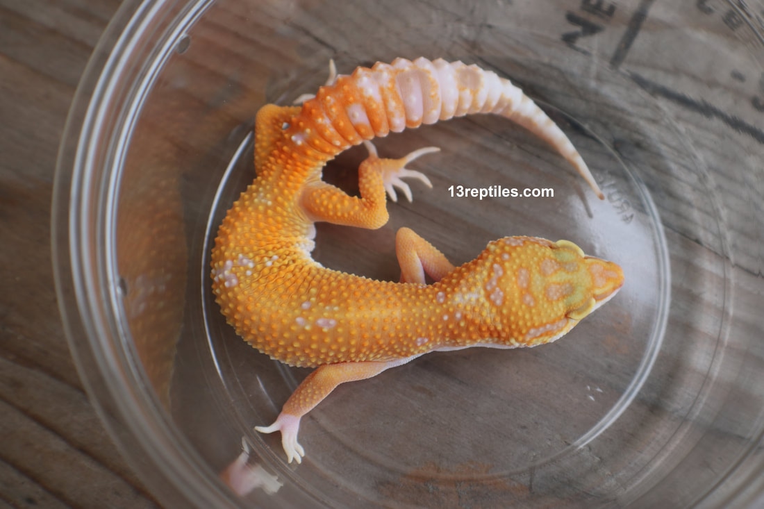Atomic/G-Project Tremper Albino Het 50% Eclipse Leopard Gecko by 13 Reptiles - MorphMarket
