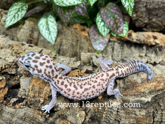 Patternless PH Oreo & Ghost African Fat-Tailed Gecko by 13 Reptiles ...