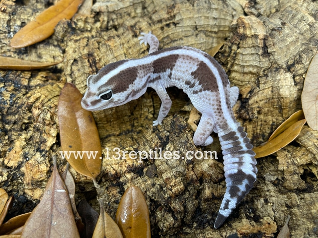 Oreo African Fat-Tailed Gecko by 13 Reptiles - MorphMarket