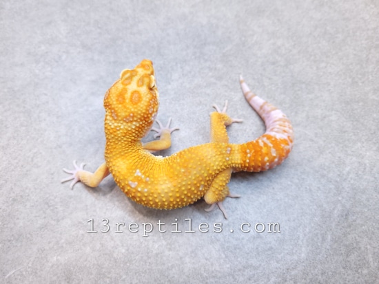Rainwater Albino - Lava Firewater X Atomic Rainwater Leopard Gecko by ...