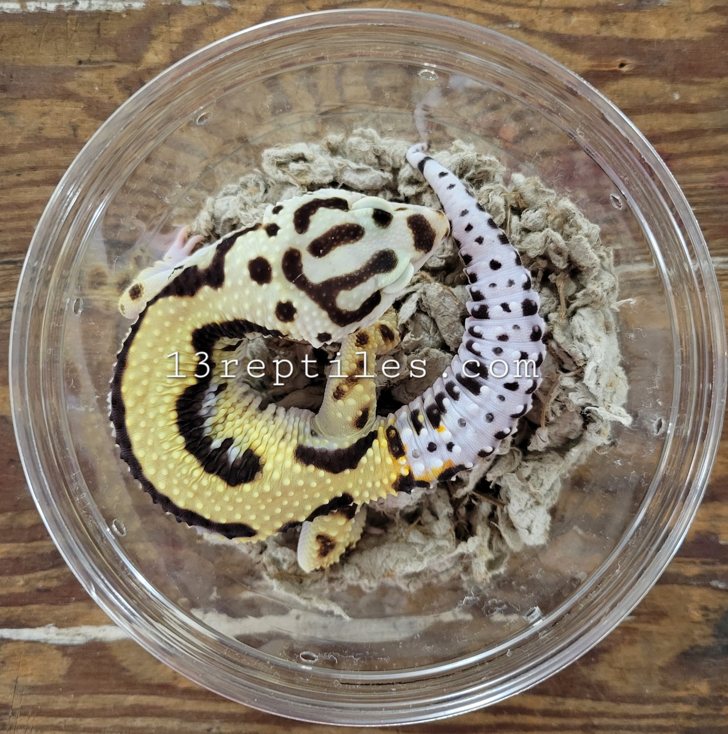 Bandit Leopard Gecko by 13 Reptiles - MorphMarket