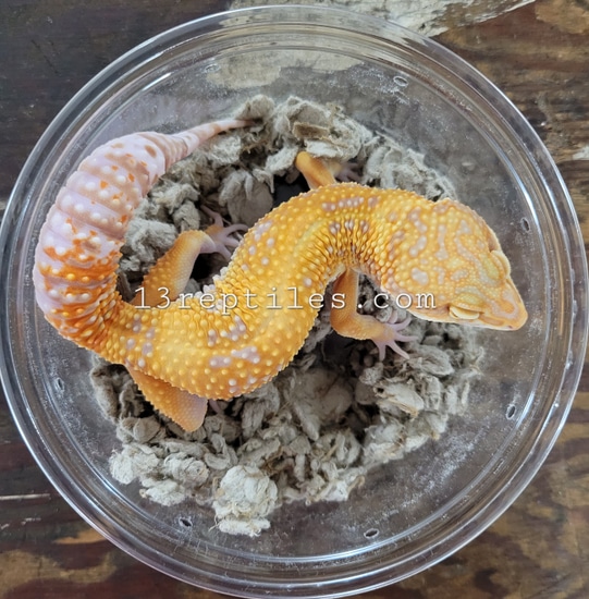 Rainwater Albino (Atomic X Lava Firewater) Leopard Gecko by 13 Reptiles