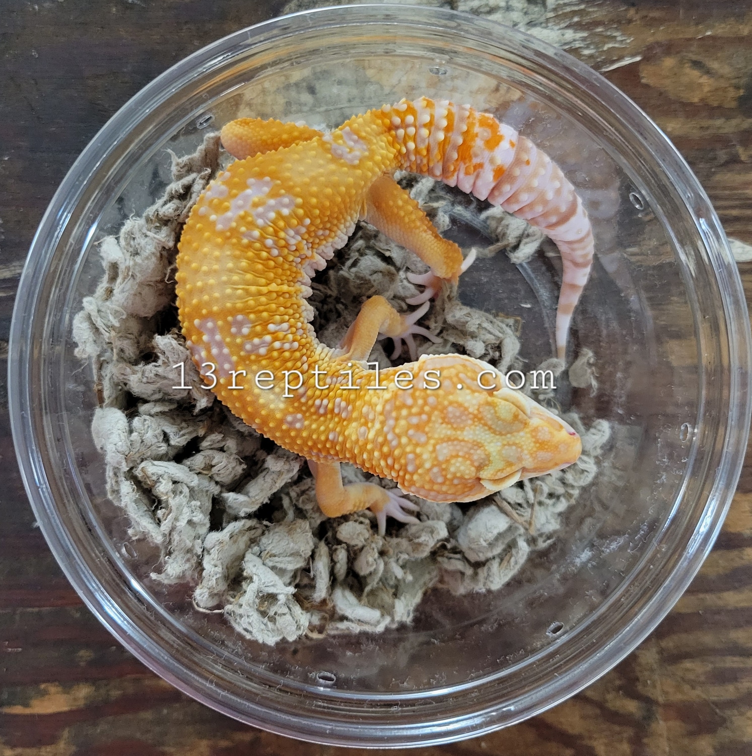 Rainwater Albino (Atomic X Lava Firewater) Leopard Gecko by 13 Reptiles ...