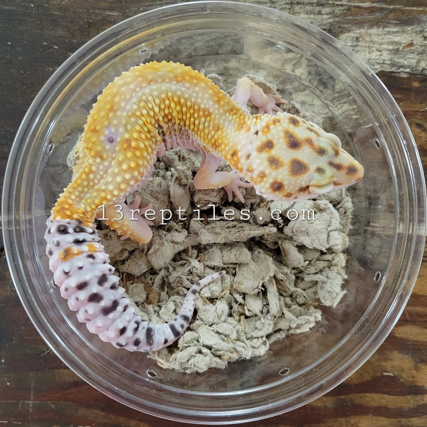 Red Stripe Het 100% Typhoon (Atomic X Emerine) Leopard Gecko by 13 ...