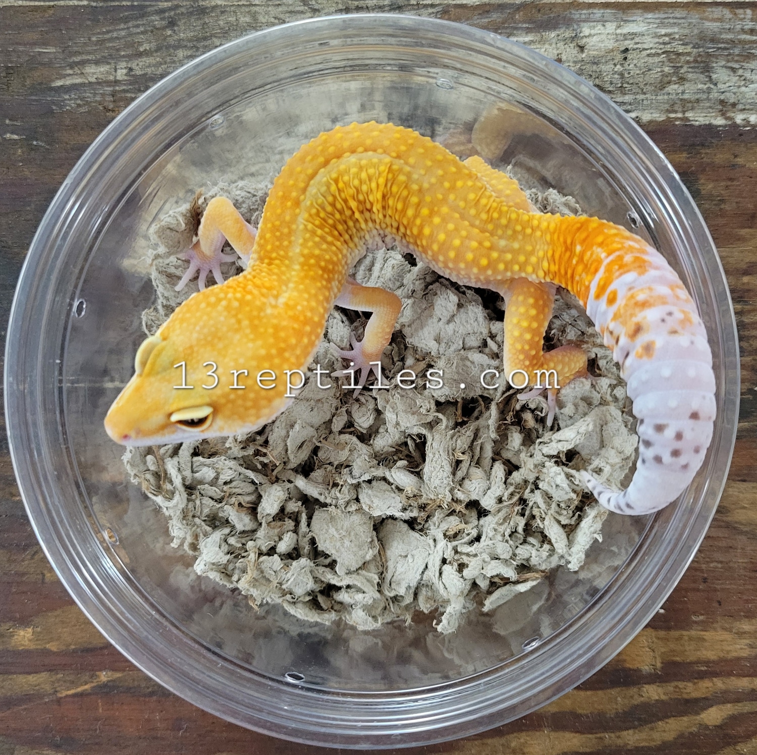 Tangerine Het 100% Murphy Patternless Leopard Gecko by 13 Reptiles ...