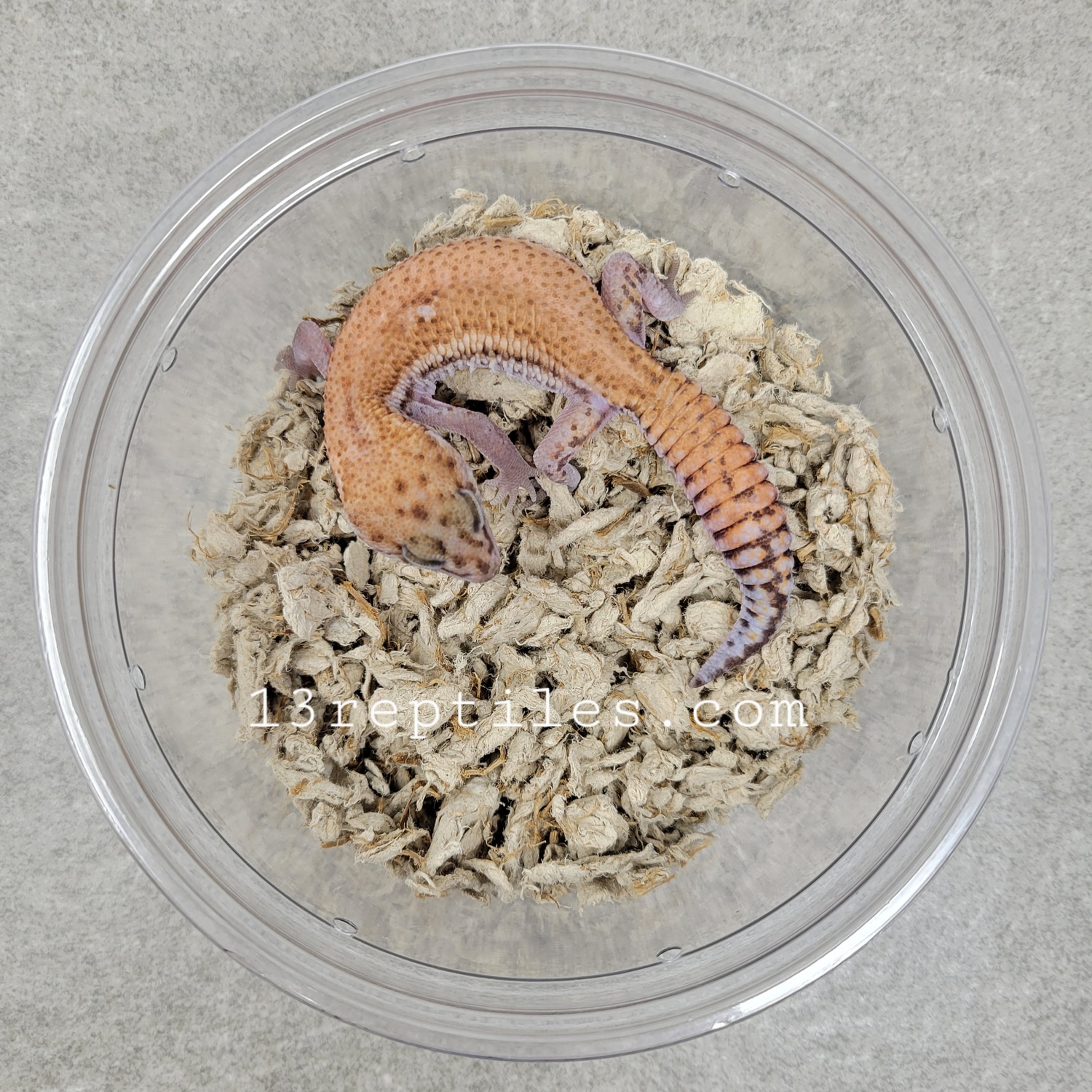 Patternless Het 50% Ghost & Oreo African Fat-Tailed Gecko by 13 ...