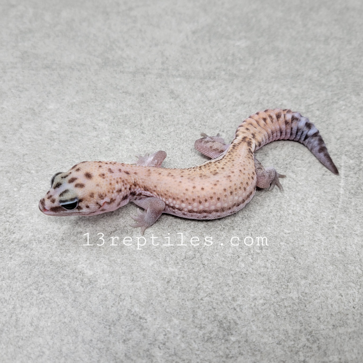Patternless Het 50% Ghost & Oreo African Fat-Tailed Gecko by 13 ...