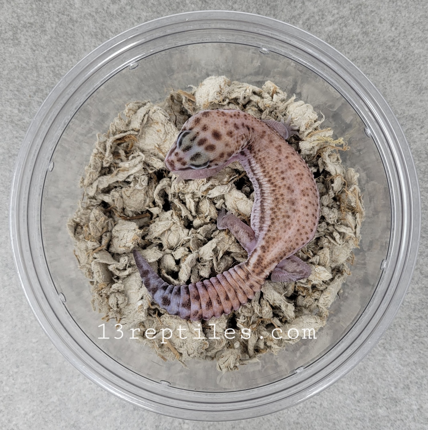 Patternless Het 50% Ghost & Oreo African Fat-Tailed Gecko by 13 ...