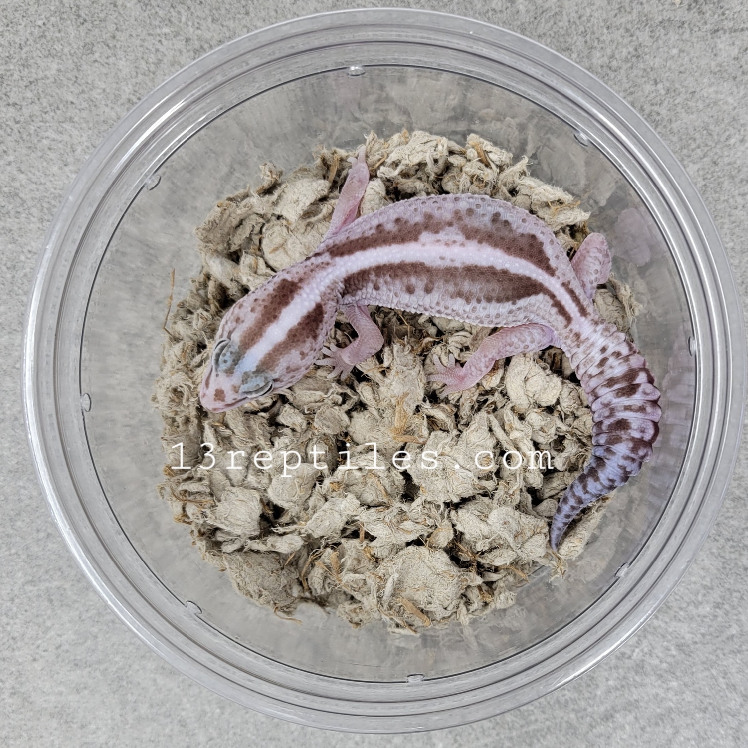 Oreo Zulu PH Caramel African Fat-Tailed Gecko by 13 Reptiles - MorphMarket