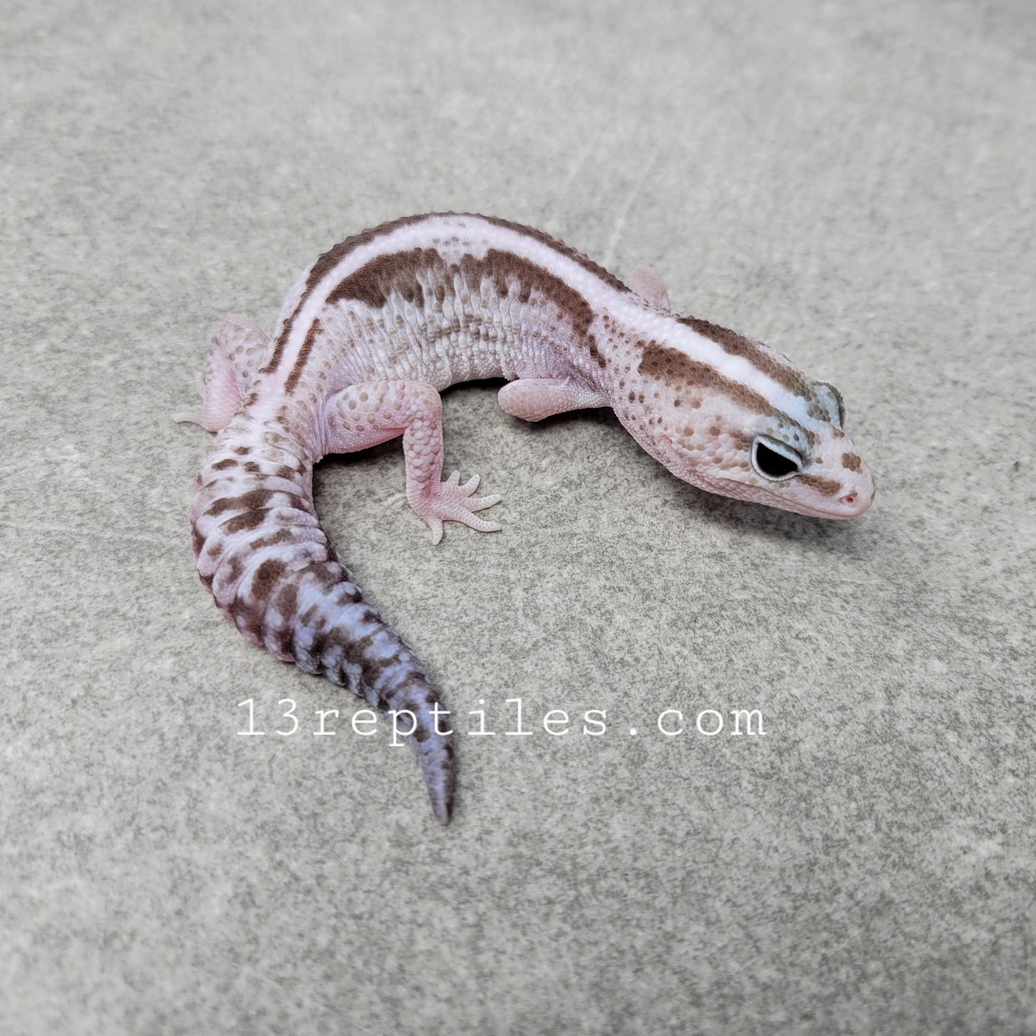 Oreo Zulu PH Caramel African Fat-Tailed Gecko by 13 Reptiles - MorphMarket