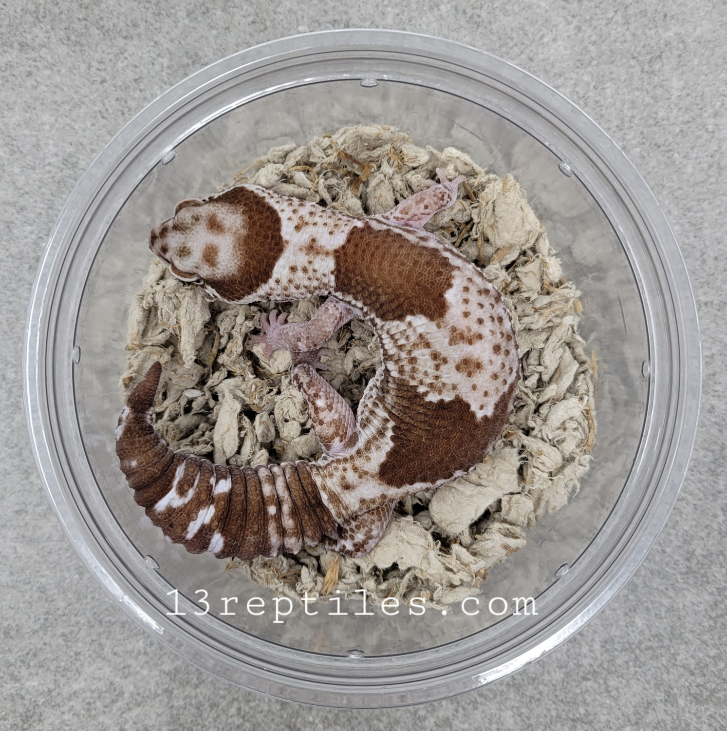 Oreo African Fat-Tailed Gecko by 13 Reptiles - MorphMarket