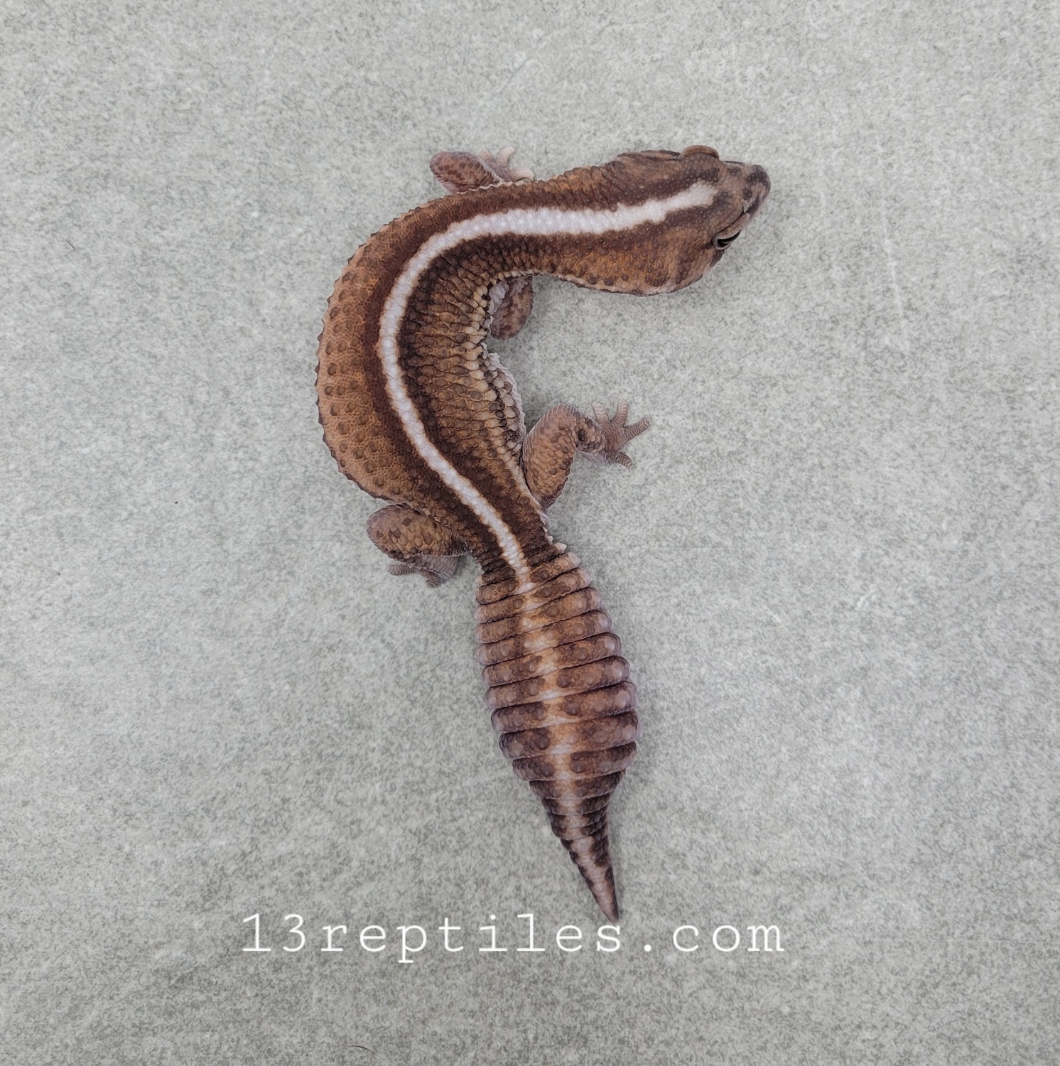 Patternless PH Ghost & Oreo African Fat-Tailed Gecko by 13 Reptiles ...